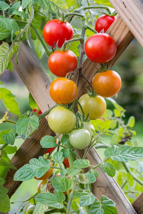 38 Tomato Support Ideas For High Yielding Tomato Plants