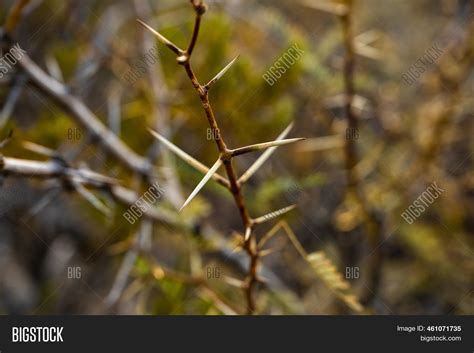 Bare Thorns Cover Image And Photo Free Trial Bigstock
