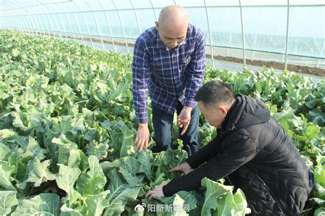 阳新：百名农技员田间送 技”助春耕