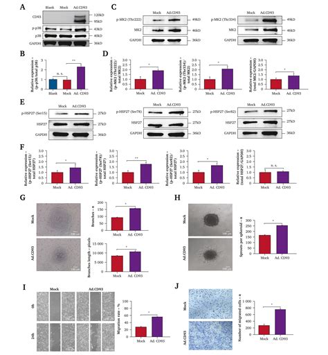 Cd93 Ameliorates Diabetic Wounds By Promoting Angiogenesis Via The