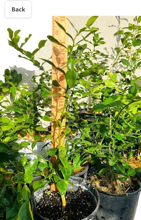 36 Kaffir Lime Tree Makrut Lime Thai Lime Tree Fruit Bearing Age 5