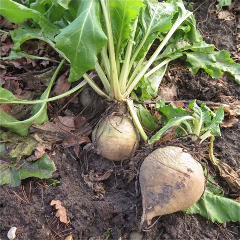 Buy Beetroot Seeds Online Happy Valley Seeds