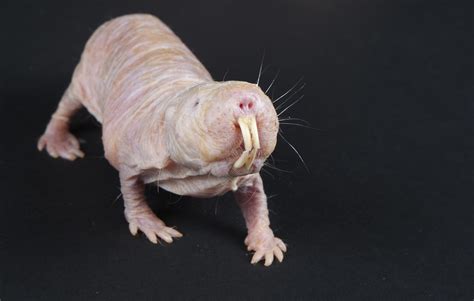 Голый землекоп лат Heterocephalus glaber