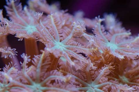 How To Care For Palm Tree Polyp Shrimp And Snail Breeder