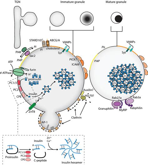 Insulin Granule Maturation Proinsulin Processing To Insulin Occurs Download Scientific Diagram