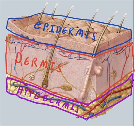 Biol 212 Anatomy And Physiology Chapter 5 Flashcards Quizlet