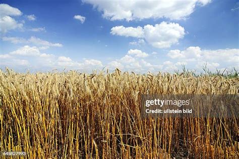 Gerstenfeld Photos And Premium High Res Pictures Getty Images