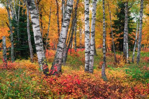 Incredible Tree Photography Forest Nature Gallery Max Foster