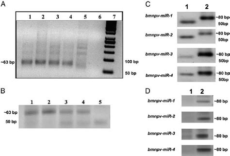 Expression Of Predicted Viral Mirnas Investigated By Stem Loop Rt Pcr