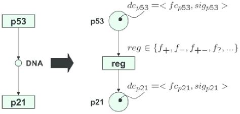 modelling regulatory interactions using pnfl shown is a kegg style