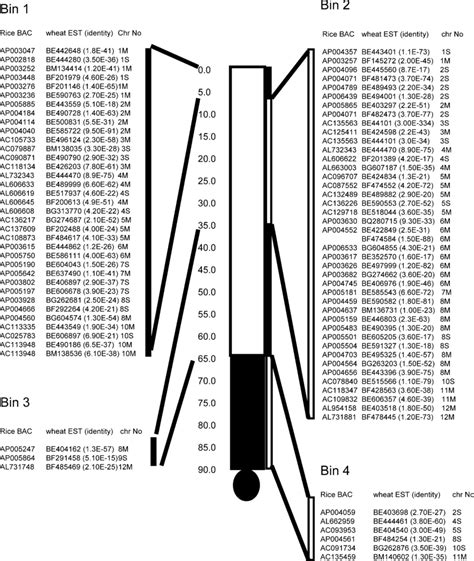 Wheat Ests On Wheat Chromosome 7as Have Orthologous Sequences Within Download Scientific