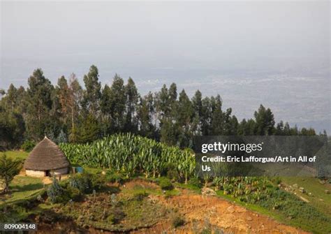 Gurage Zone Photos And Premium High Res Pictures Getty Images