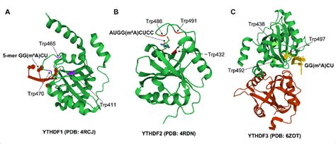 Schematic Of Crystal Structure A Structure Of Ythdf1 Yth Domain In