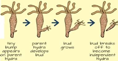 Explain Budding In Hydra With The Help Of Labeled Diagrams Only