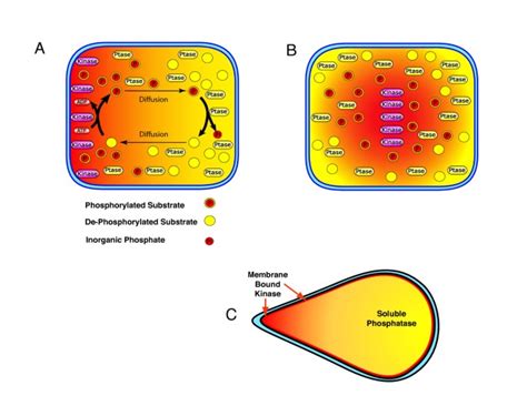 Self Organization Of Intracellular Gradients During Mitosis Cell Division