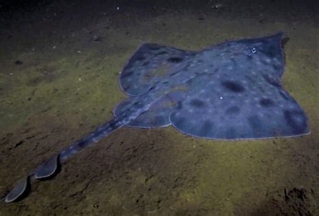Scientists Warn Maugean Skate Tasmanias ‘thylacine Of The Sea One