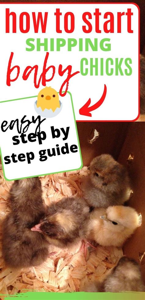 How To Ship Live Chicks A Step By Step Guide For Shipping Chicks