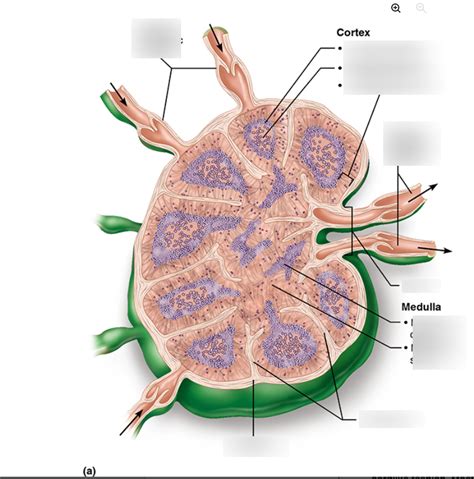 Structure Of Lymph Node Diagram Quizlet