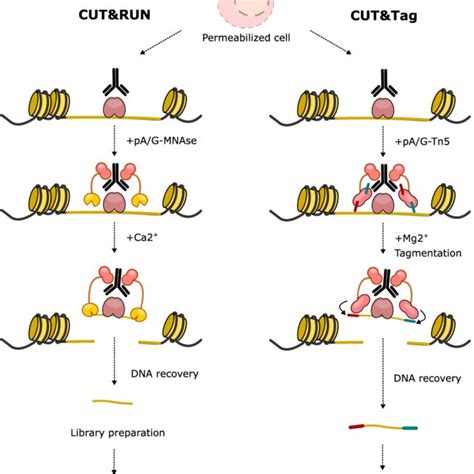 principles of cutandrun and cutandtag permeabilized cells are incubated