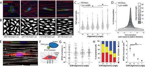 Increasing Ecm Alignment Promotes An Elongated Uniaxial Cell Morphology