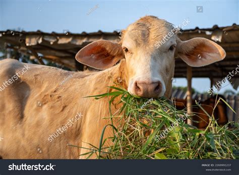 962075 Imágenes De Vacas Comiendo Pasto Imágenes Fotos Y Vectores