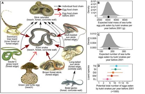 The Negative Impact Of Protecting Sea Turtle Nests On Land Dwelling Reptiles South Florida