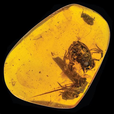 Species New To Science Paleontology • 2018 Electrorana Limoae • The