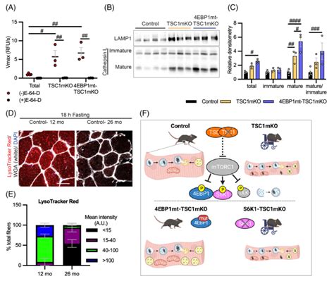 Lysosomal Dysfunction Was Conserved In The Natural Aging Mouse Muscles Download Scientific