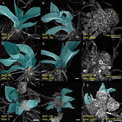 effects of the auxin to cytokinin ratio on moss gametophore morphology