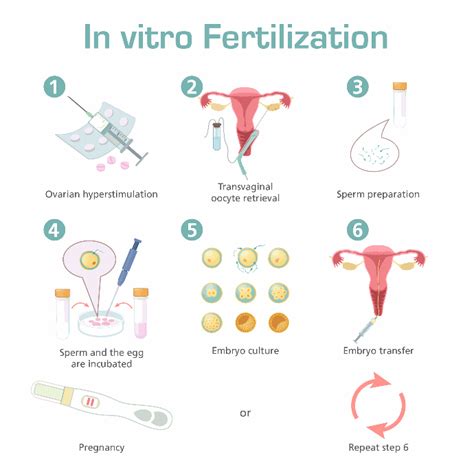 In Vitro Fertilization (IVF) Equipment