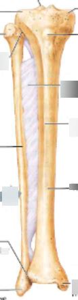 Lower Appendicular Tibia And Fibula Diagram Quizlet