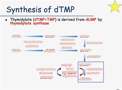 synthesis of dtmp diagram quizlet