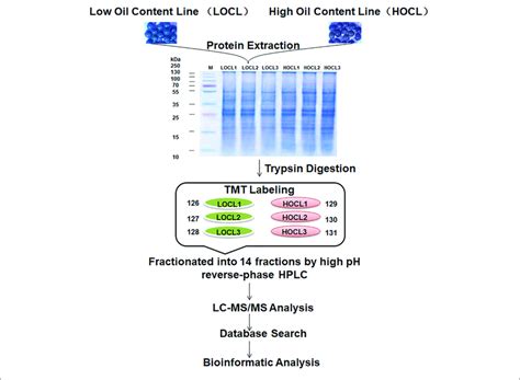 Workflow Of Tmt Labeling Based Proteome Profiling In B Napus Seeds