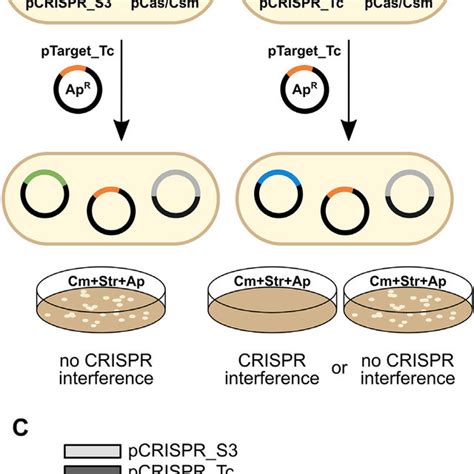 Plasmid Interference By S Thermophilus Type Iii A Crispr Cas System In Download Scientific