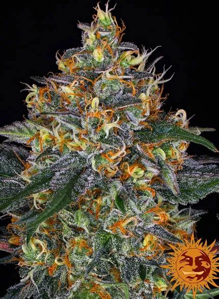 Hemp Seed Distributers Moby Dick Auto