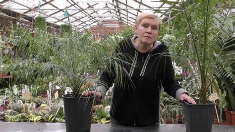 Финик Робелина и финик Канарский. - YouTube