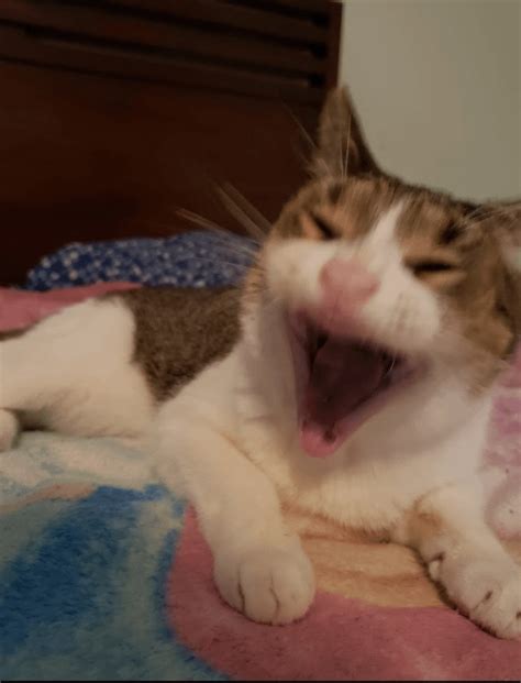 Introducing Findus The Goofy Toothless Old Man Rcatsmiles