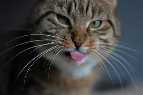 ¿por Qué Mi Gato Babea Explorando Las Posibles Causas Gatuario