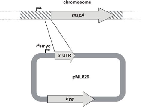 Figure 21 From Expression And Regulation Of The Porin Gene Mspa Of