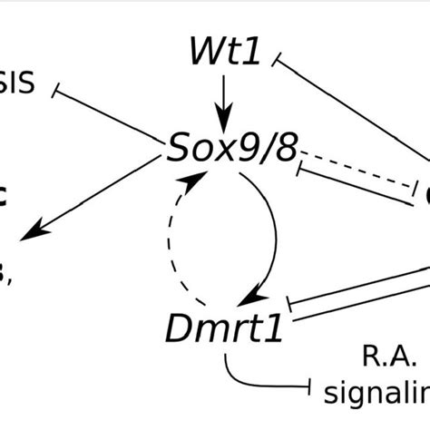 Model For The Regulation Of Mammalian Sex Maintenance Positive