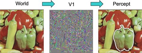 Figure 1 From The Role Of Global Cues In The Perceptual Grouping Of Natural Shapes Semantic