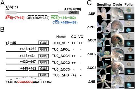Internal Deletionsubstitution Of Cis Elements A Summary Of Dme