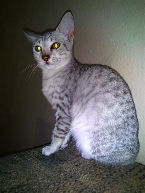 Egyptian Mau Kittens The Kezkatz Cattery