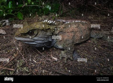 Tuatara Sphenodon Punctatus A Unique Reptile Resembling A Lizard