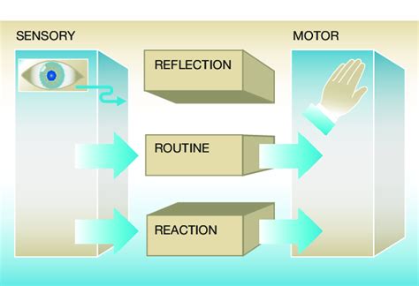 The Three Level Model Download Scientific Diagram