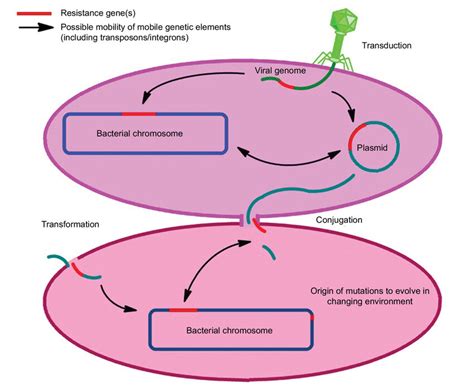 Drivers Of Antibiotic Resistance Transmission Download Scientific
