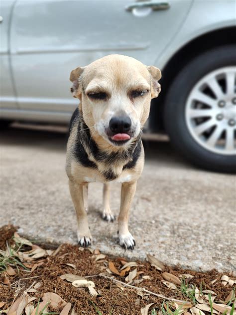 Blop Goes Buttercup Rblop