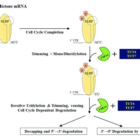 Degradation Of Histone Mrnas Upon Completion Of The Cell Cycle Stem