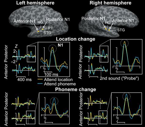 task modulated “what” and “where” pathways in human auditory cortex pnas