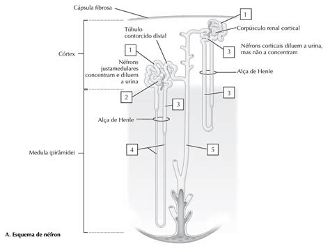 Aula 3 Néfron Dr Dario Santuchi
